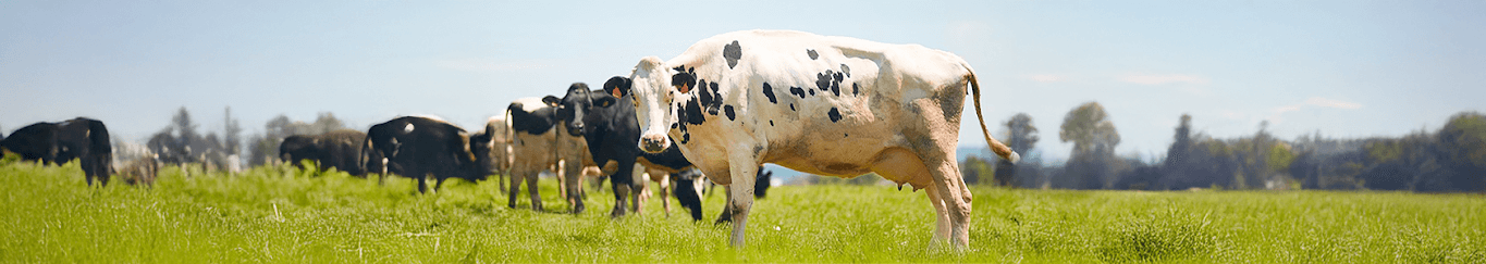 Target 150: Healthier Cows, Higher Dairy Farm Profits