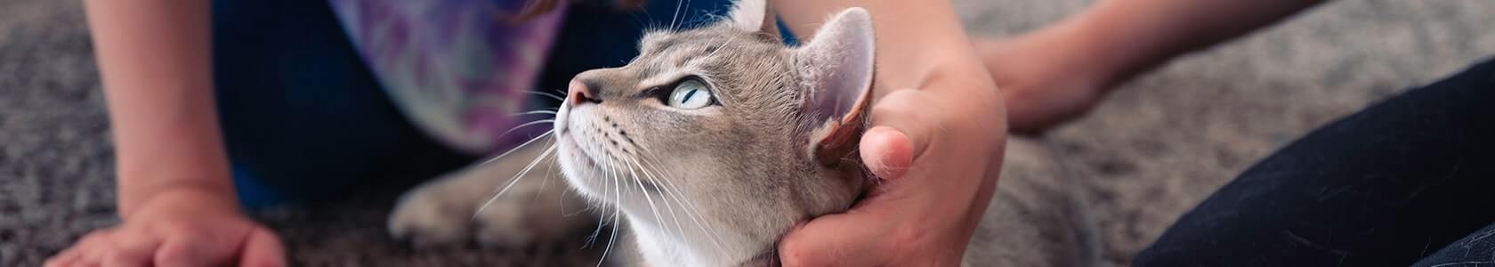 Decoding Your Cat’s Behavior & Emotions