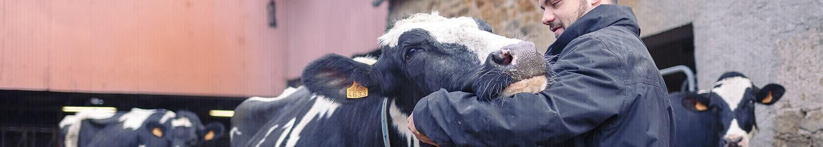 How to rehydrate a calf with diarrhea?