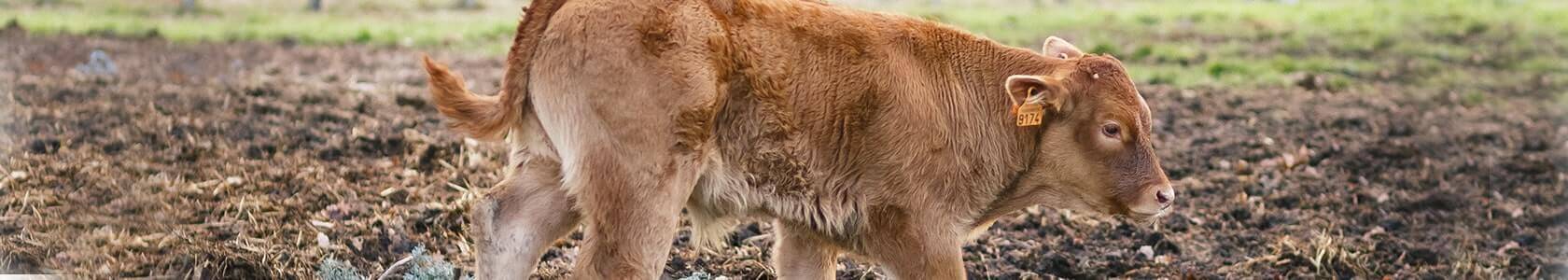 What Causes Diarrhea in Calf?