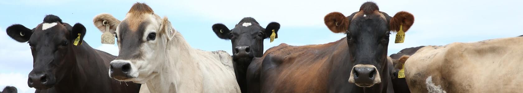 Worm bronchitis, a parasitic and respiratory disease cattle