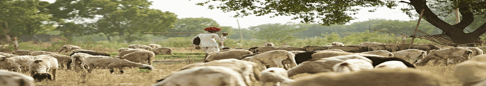 Control of the parasites that infect sheep and goats