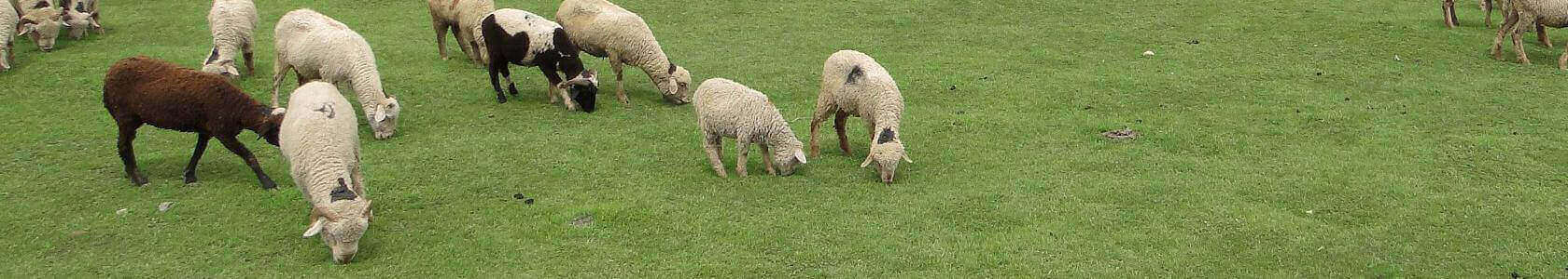PPR is a common viral disease in sheep and goats.