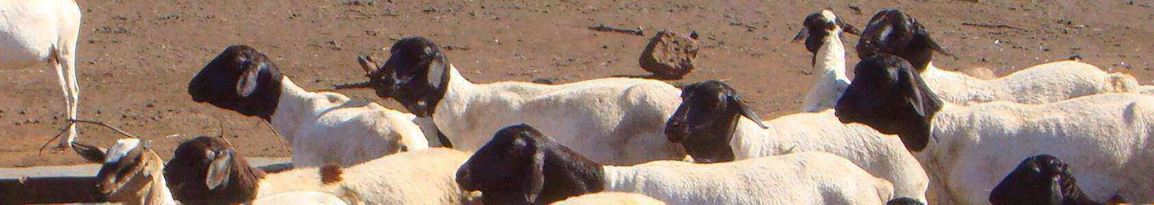 Sheep and Lamb diarrhea: How we treat it?